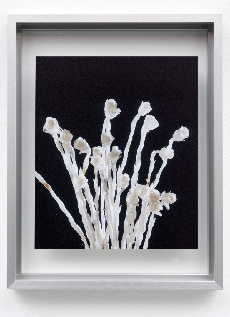 Heidi Norton, "Indian Pipe" – SPRING/BREAK Art Show