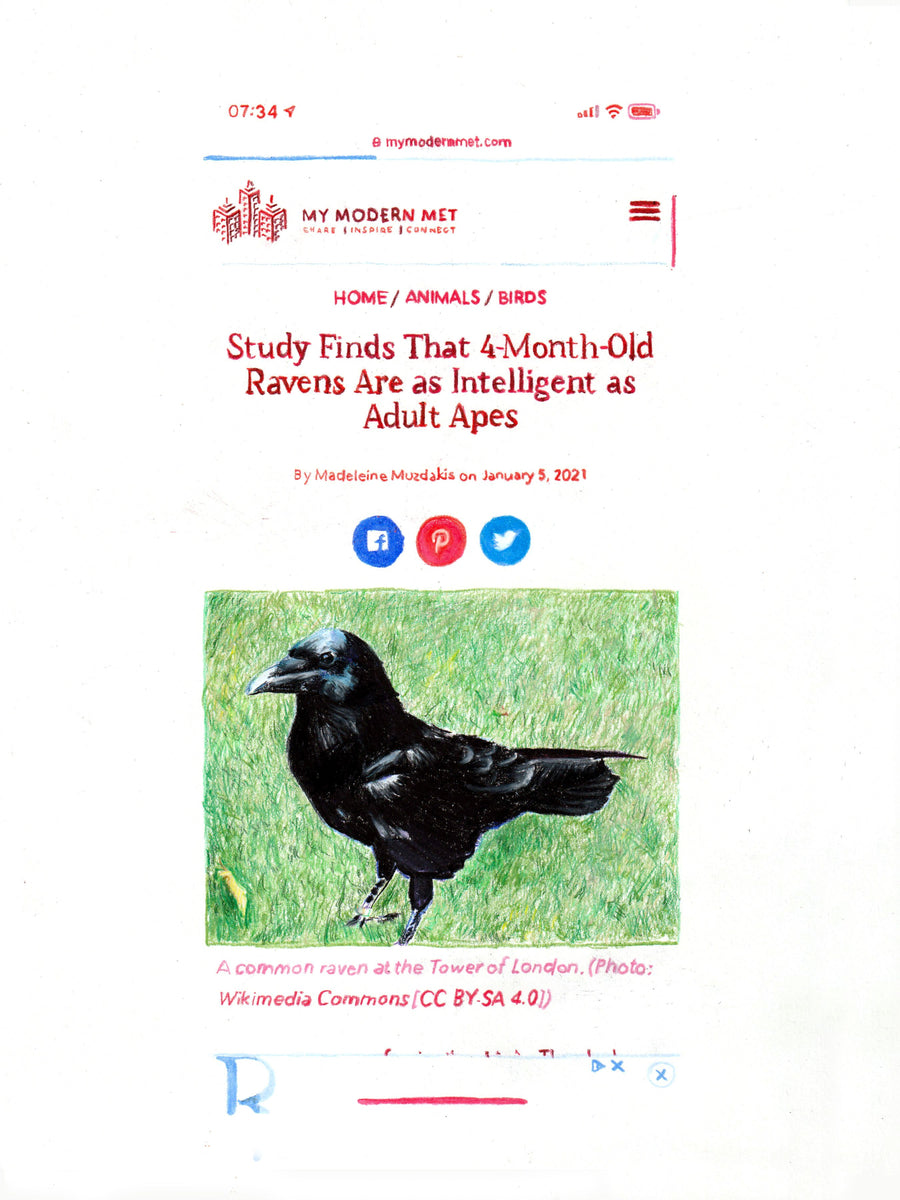 Max Rippon, “4-Month-Old Raven” – SPRING/BREAK Art Show